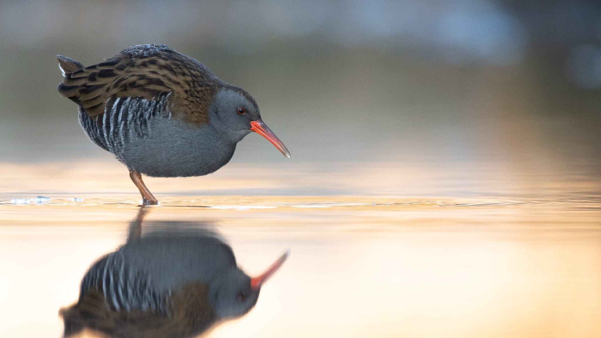 The Water Rail’s Tale - Modern Magazines