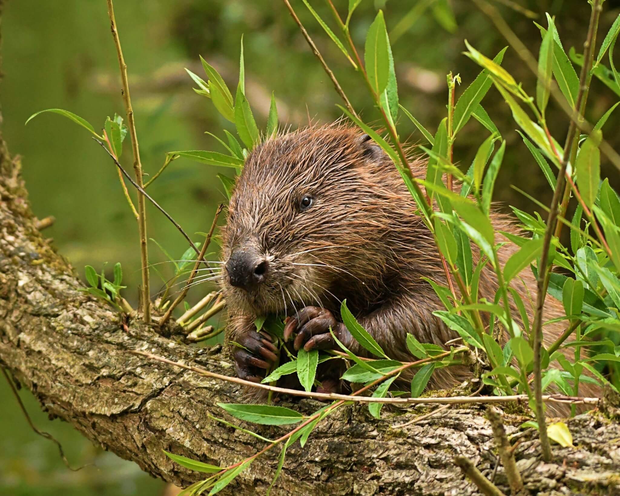 Green light for wild beaver release: A landmark moment for nature ...